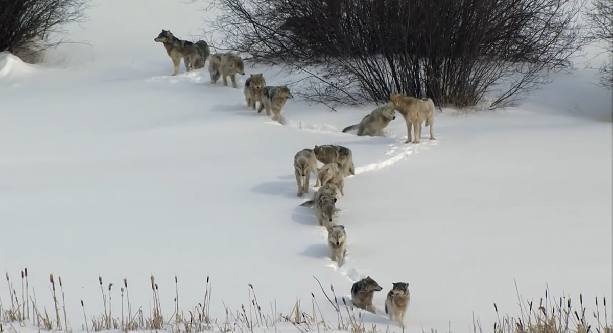 A Pack Of Wolves Were Released In Yellowstone National Park, A Miracle ...