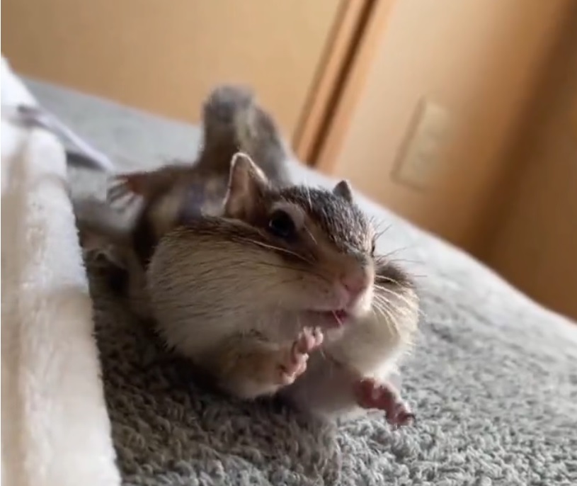 Happy Chipmunk Monday » CNBC Posts