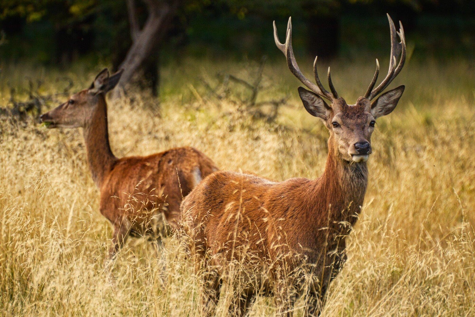 The Ultimate Guide to Choosing the Best Deer Antler Velvet Extract for ...